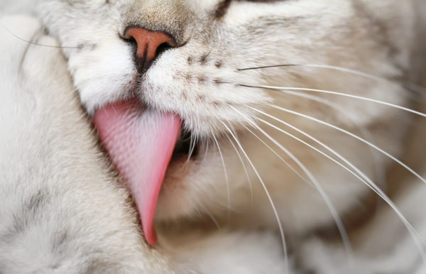 Is your cat over-grooming? | Animal Wellness Academy