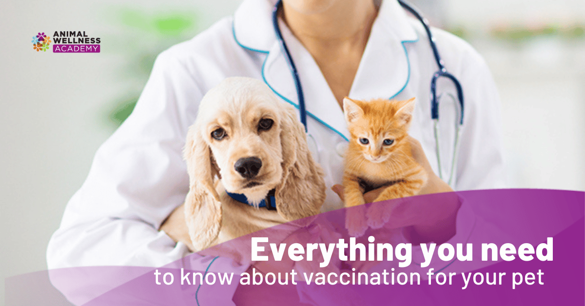 Everything you need to know about vaccination for your pet | Animal ...