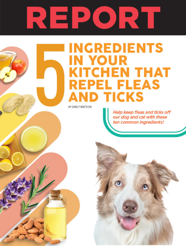 5 ingredients in your kitchen that repel fleas and ticks | Animal ...