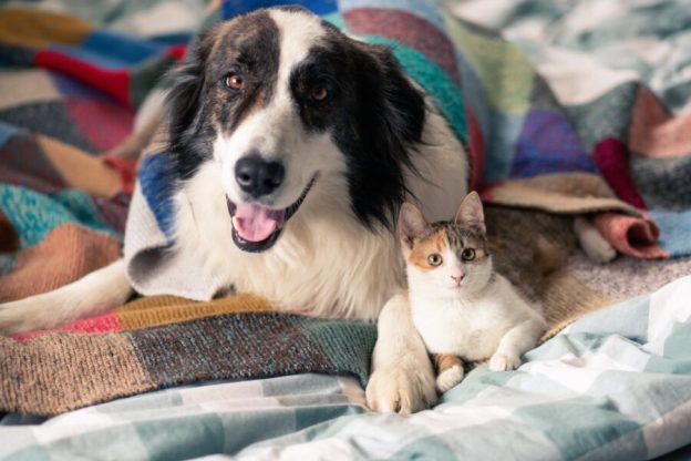 The Most Common Endocrine Diseases in Dogs and Cats – Part 1 | Animal ...
