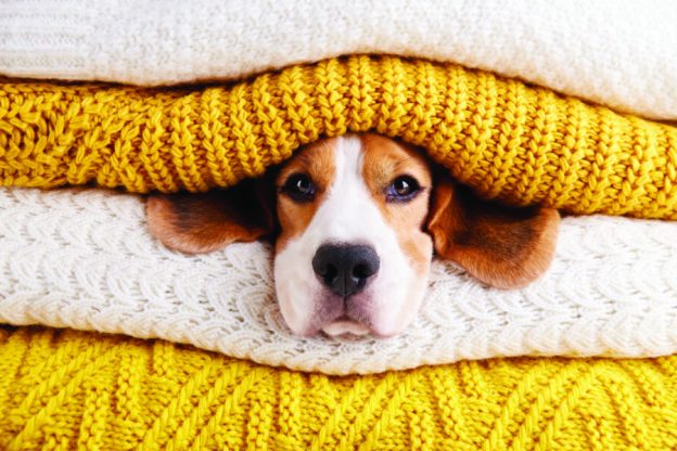 Dog Spay/Neuter Recovery: Post-Op Care Guide for Healing